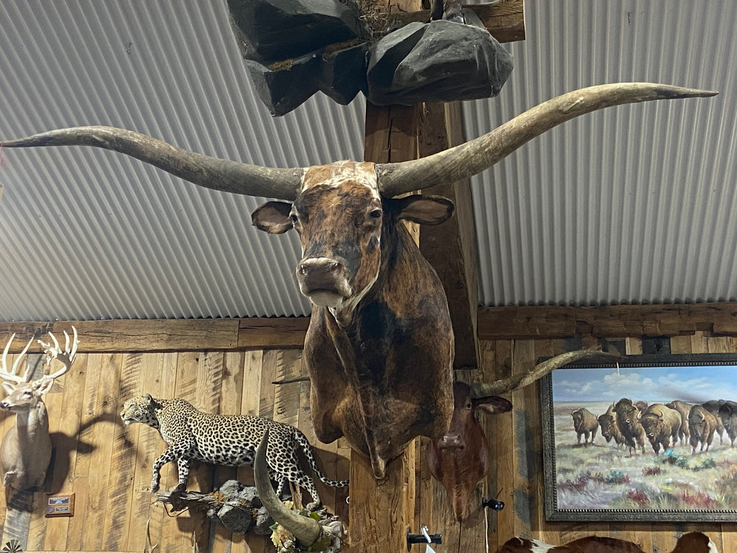 Longhorn Mounts | Yee Haw Ranch Outfitters | Fredericksburg | Decor