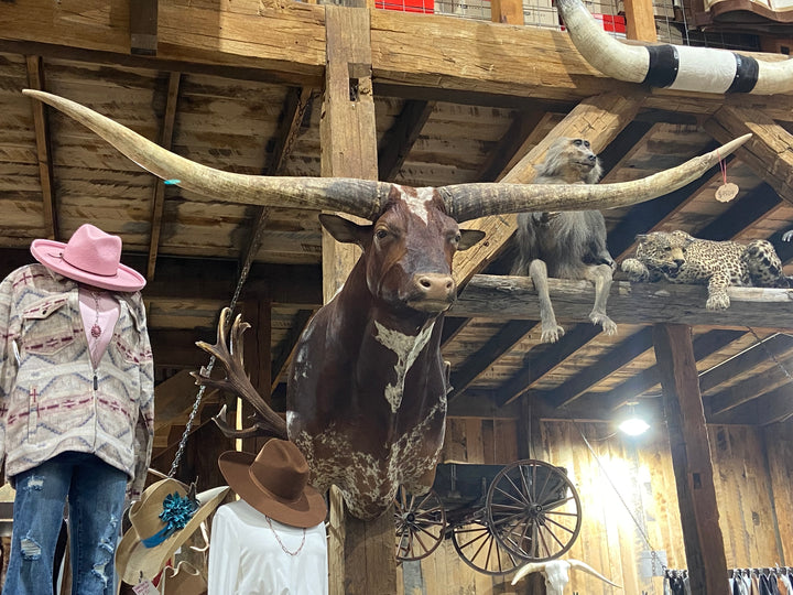 Mounts Critters Taxidermy | Yee Haw Ranch Outfitters | Fredericksburg