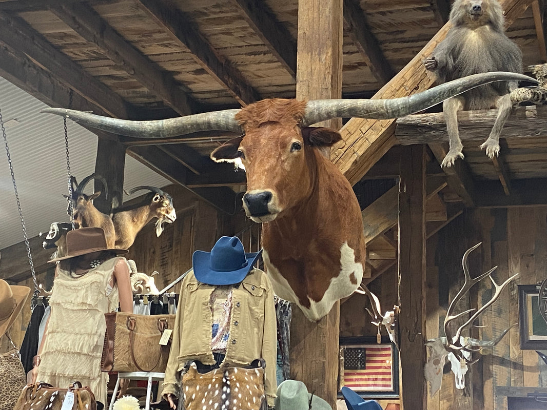 Longhorn Mounts | Yee Haw Ranch Outfitters | Fredericksburg | Decor