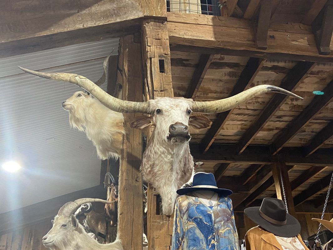 Longhorn Mounts | Yee Haw Ranch Outfitters | Fredericksburg | Decor