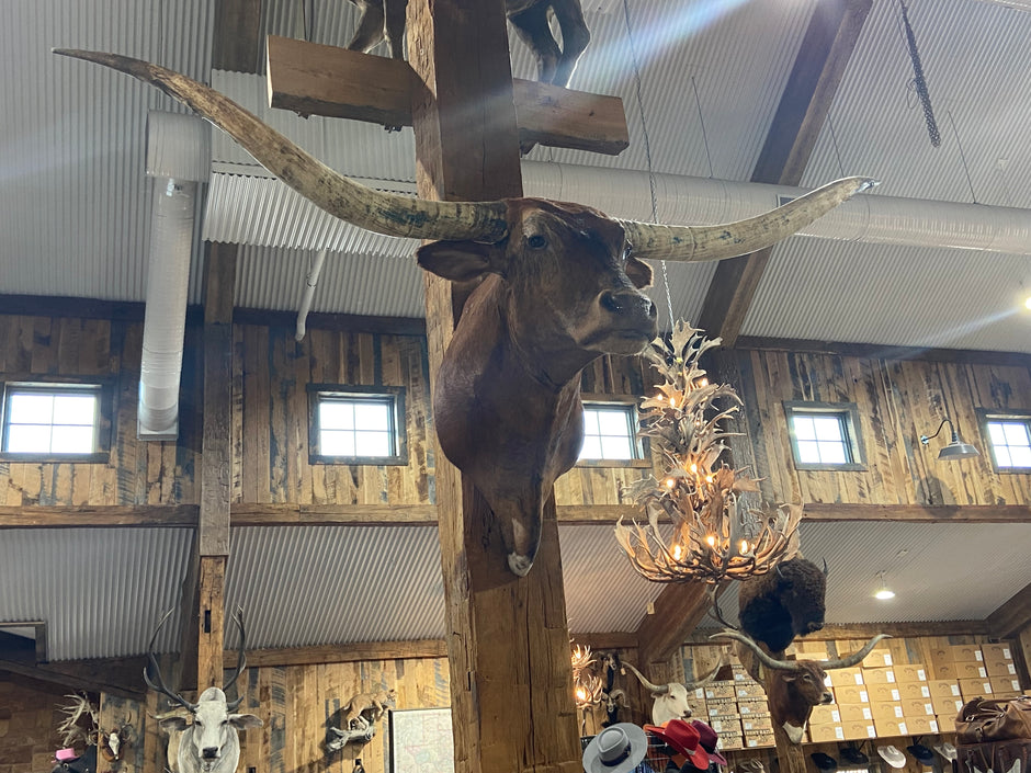 Longhorn Mounts | Yee Haw Ranch Outfitters | Fredericksburg | Decor