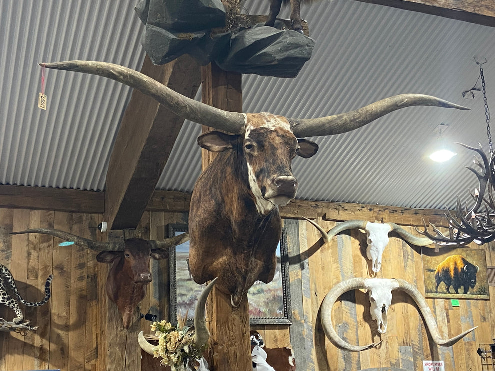 BRINDLE LONGHORN MOUNT – Yee Haw Ranch Outfitters