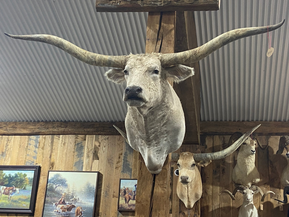 CREAM CURLY LONGHORN MOUNT*sold* – Yee Haw Ranch Outfitters
