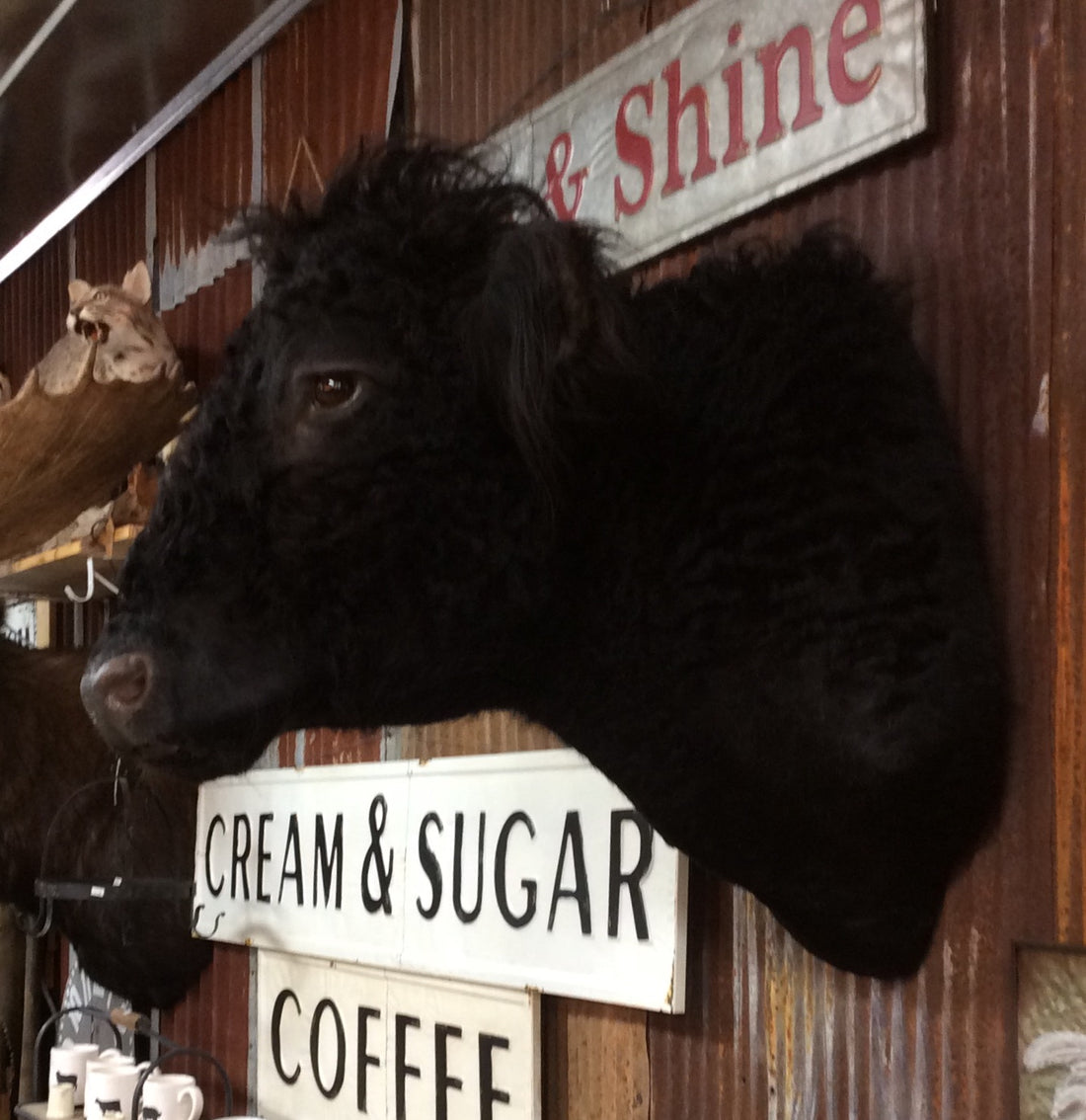 Cow Mount BSBC4 – Yee Haw Ranch Outfitters