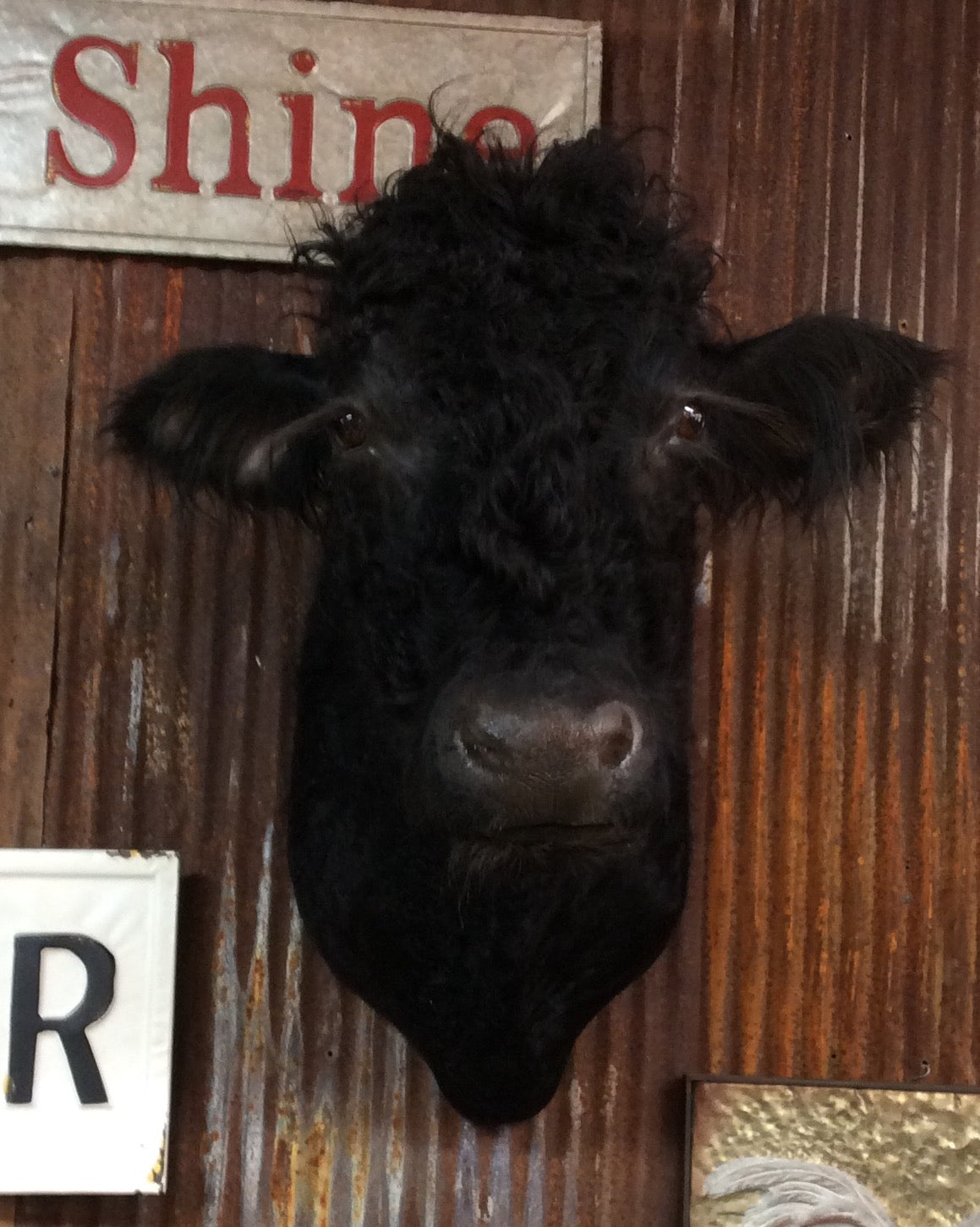 Cow Mount BSBC4 – Yee Haw Ranch Outfitters