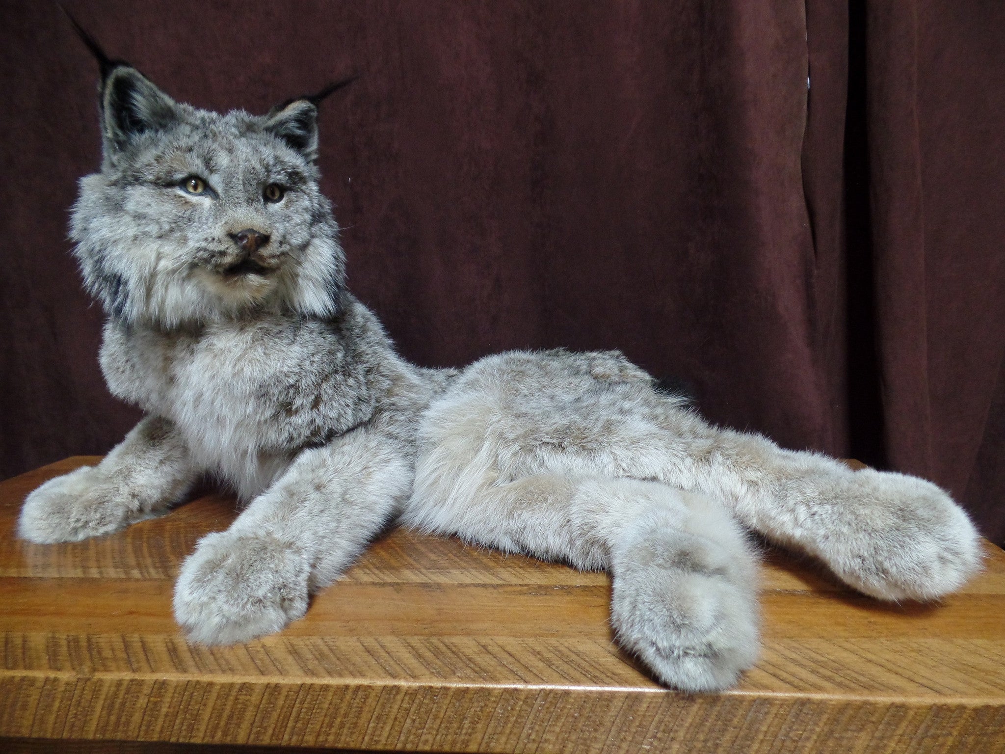 Laying Lynx Mount – Yee Haw Ranch Outfitters
