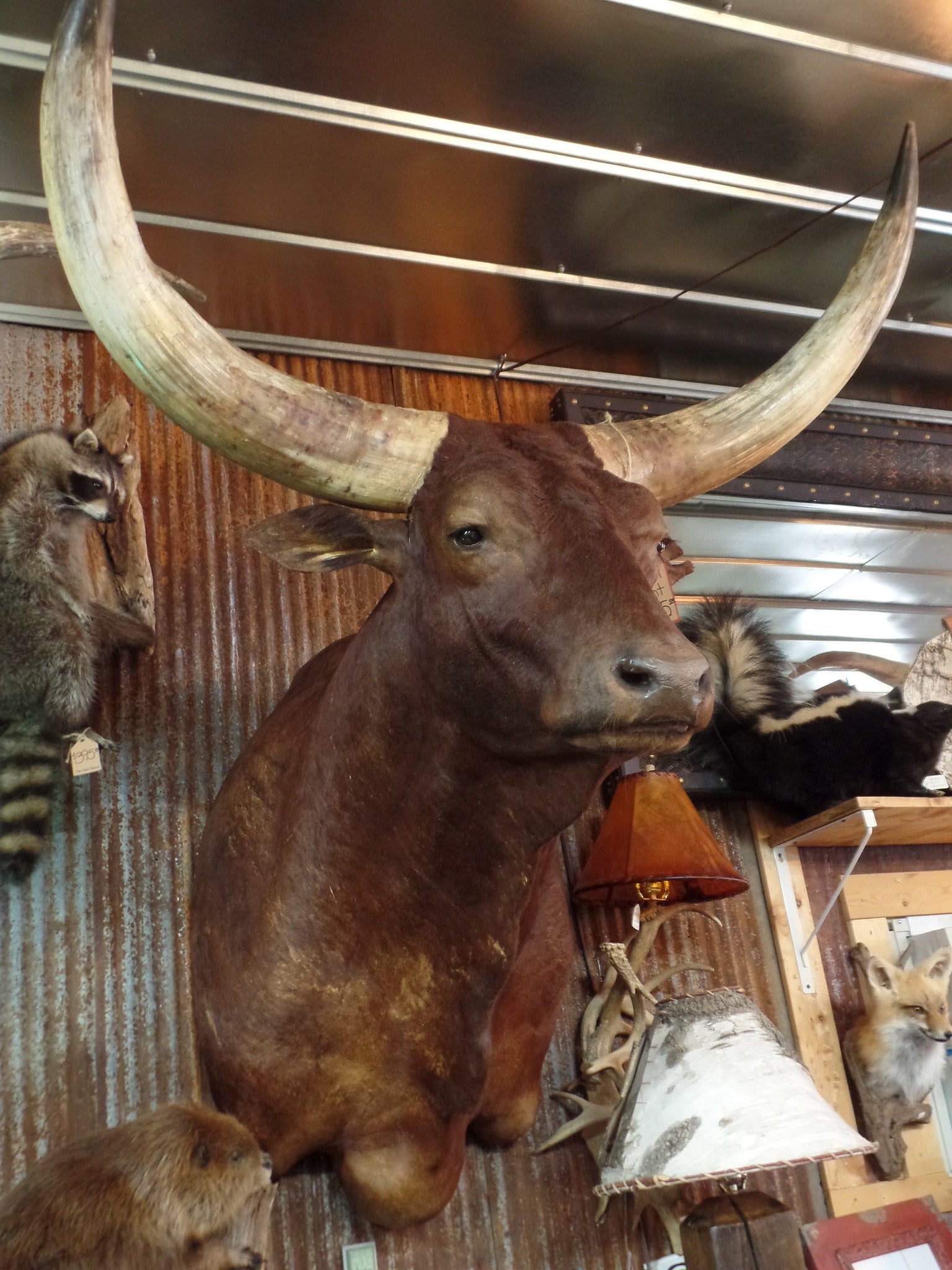 Watusi Bull Mount – Yee Haw Ranch Outfitters