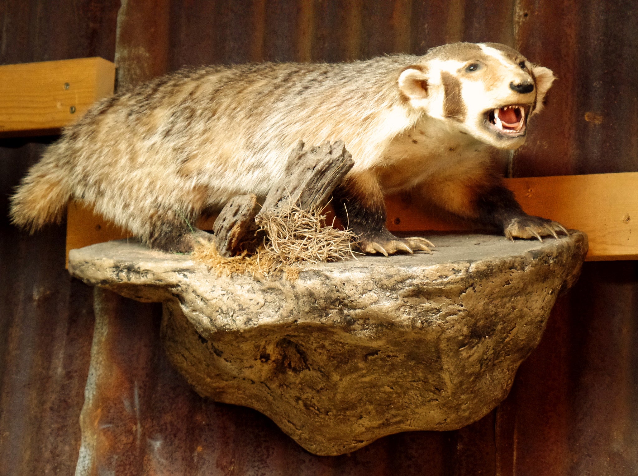 American Badger Mount **SOLD OUT** – Yee Haw Ranch Outfitters