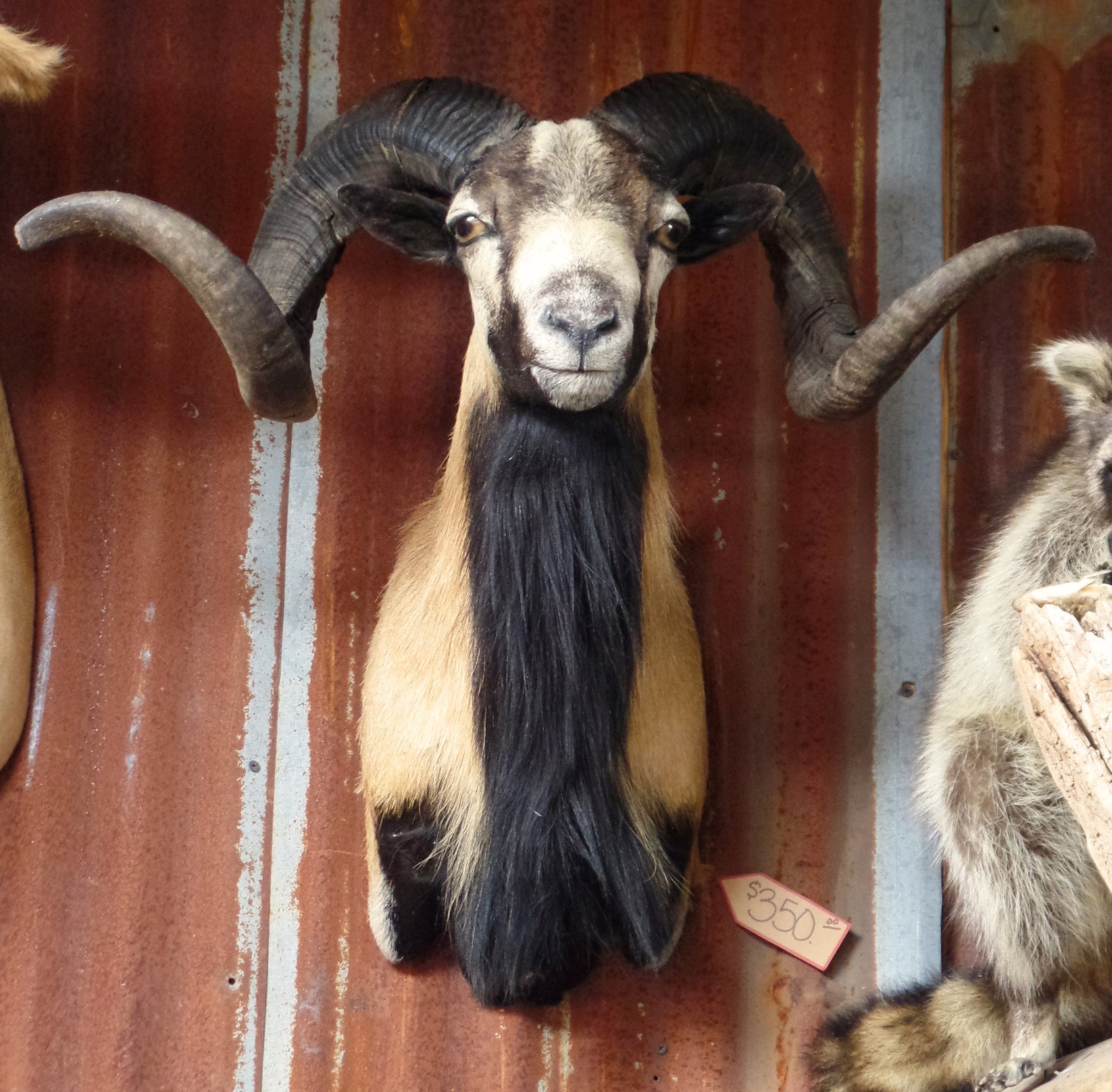 Barbado Sheep Shoulder Mount – Yee Haw Ranch Outfitters