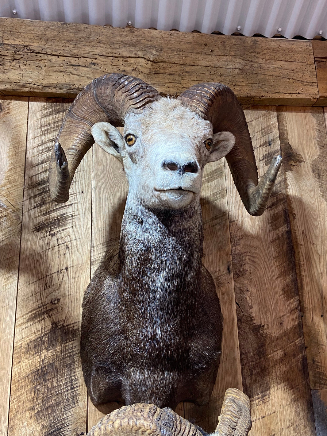 Mounts Critters Taxidermy | Yee Haw Ranch Outfitters | Fredericksburg