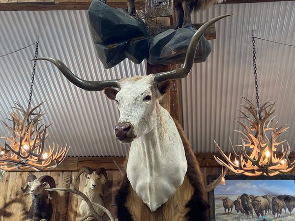 ORANGE AND WHITE LONGHORN MOUNT – Yee Haw Ranch Outfitters