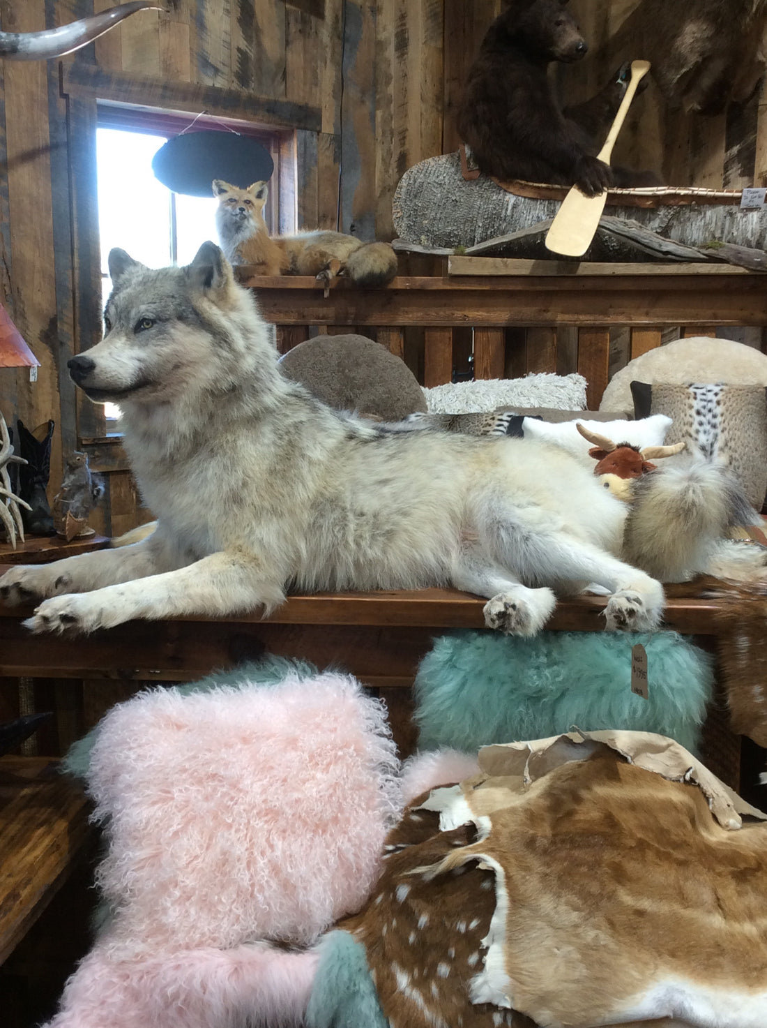 Wolf – Yee Haw Ranch Outfitters
