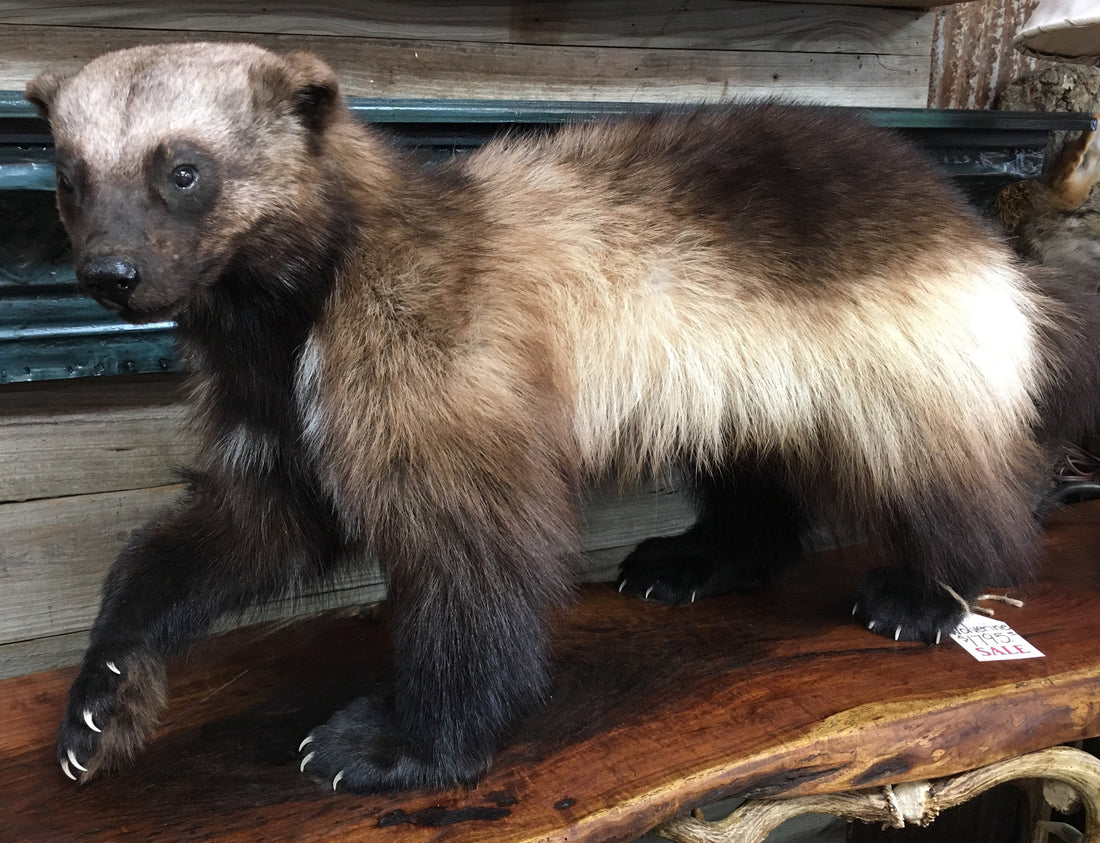 Standing Wolverine Mount – Yee Haw Ranch Outfitters